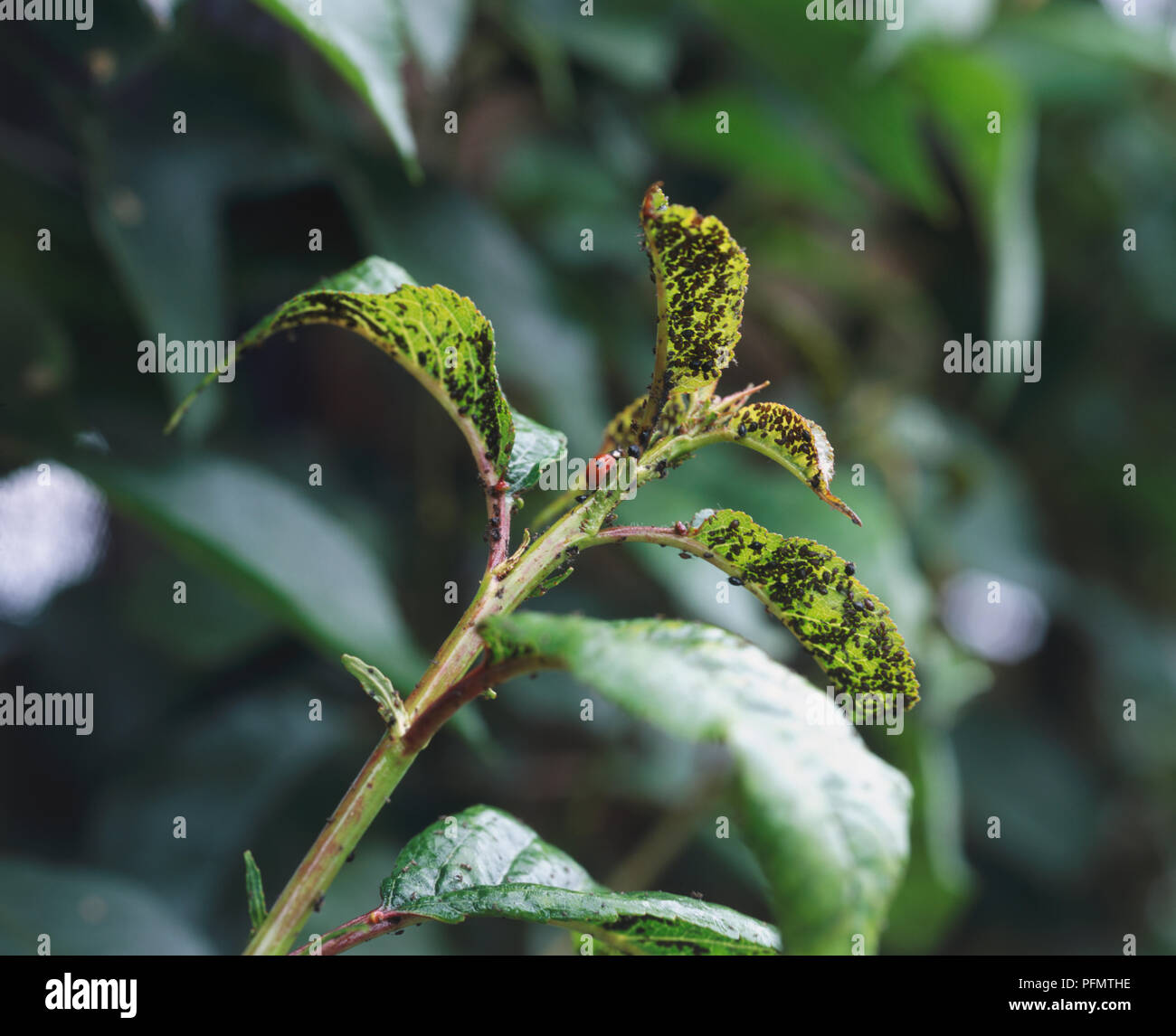 Damaging plants hi-res stock photography and images - Alamy