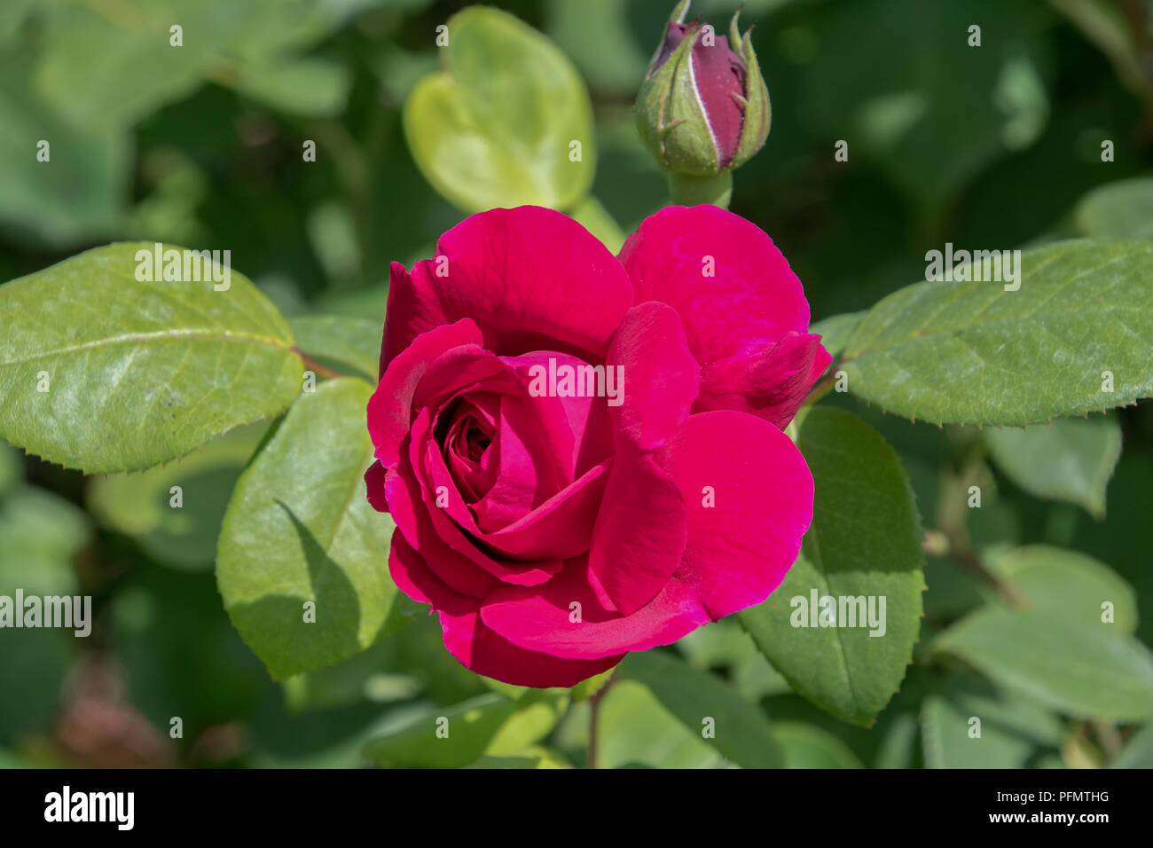 Red English shrub rose Stock Photo - Alamy