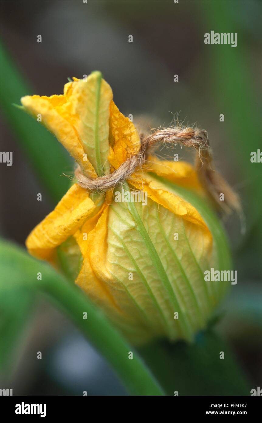 Female flower of courgette hi-res stock photography and images - Alamy