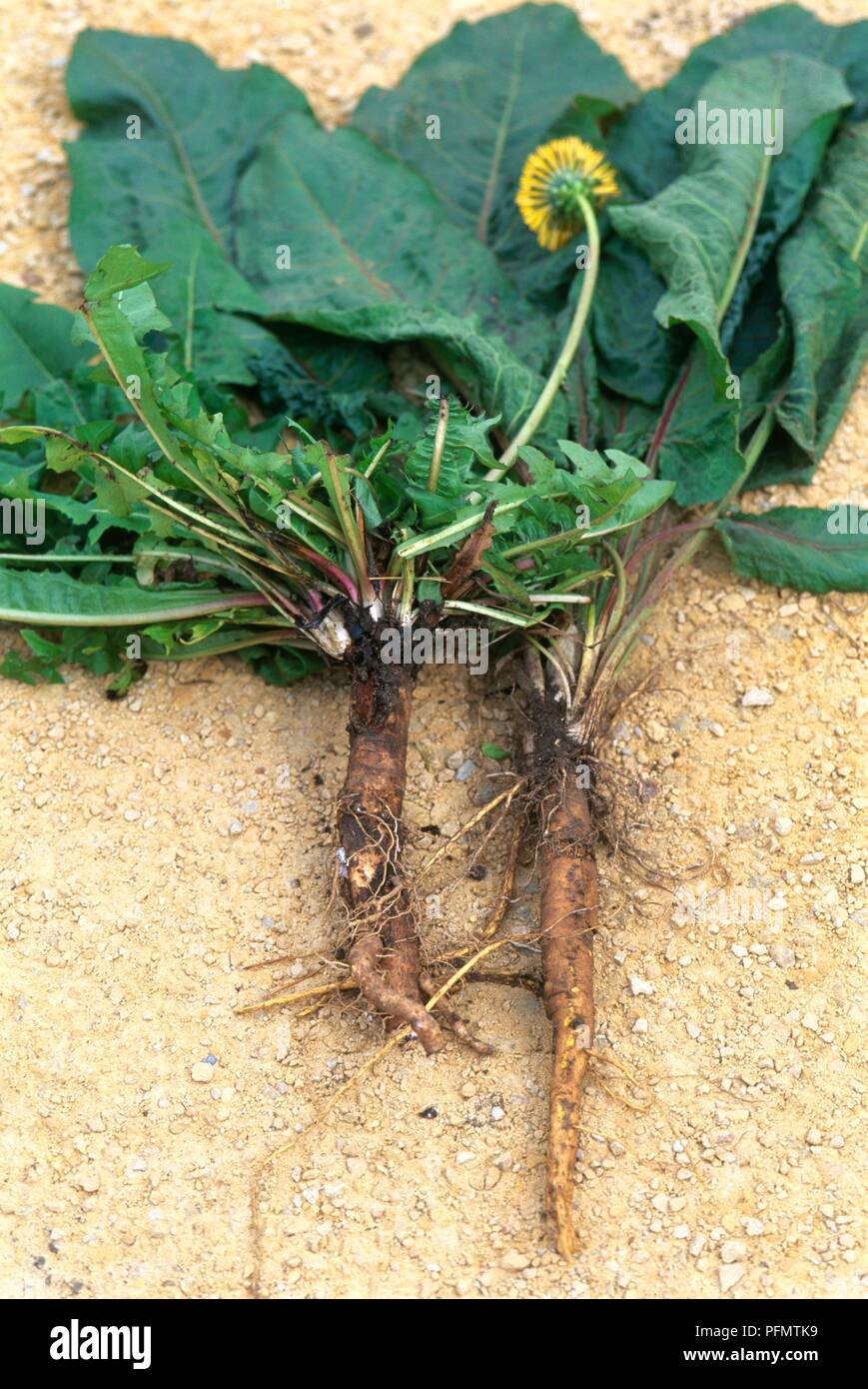 Taraxacum Officinale Dandelion Roots High Resolution Stock Photography ...
