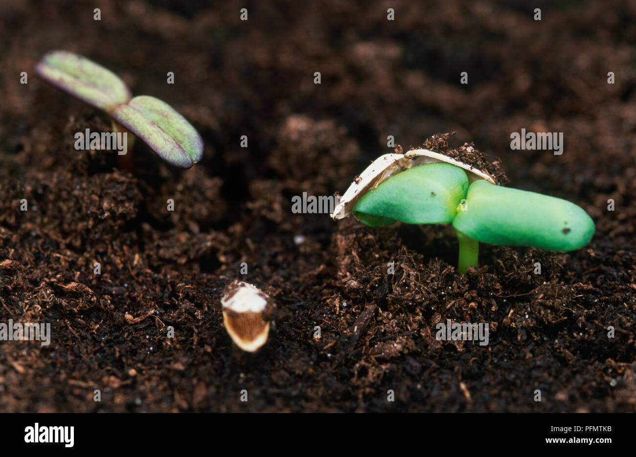 Dicotyledon germinating hi-res stock photography and images - Alamy