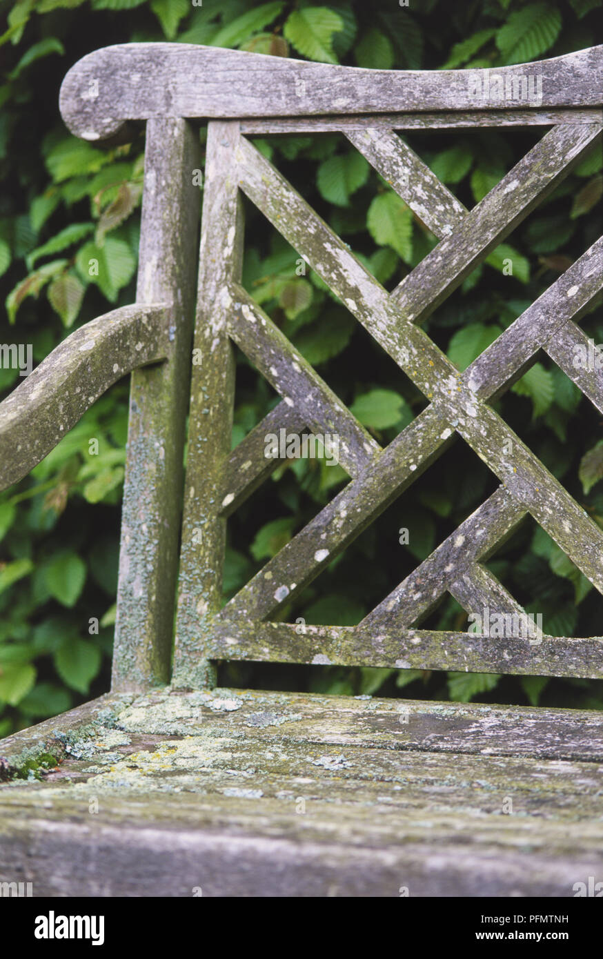 Section of bush hi-res stock photography and images - Alamy