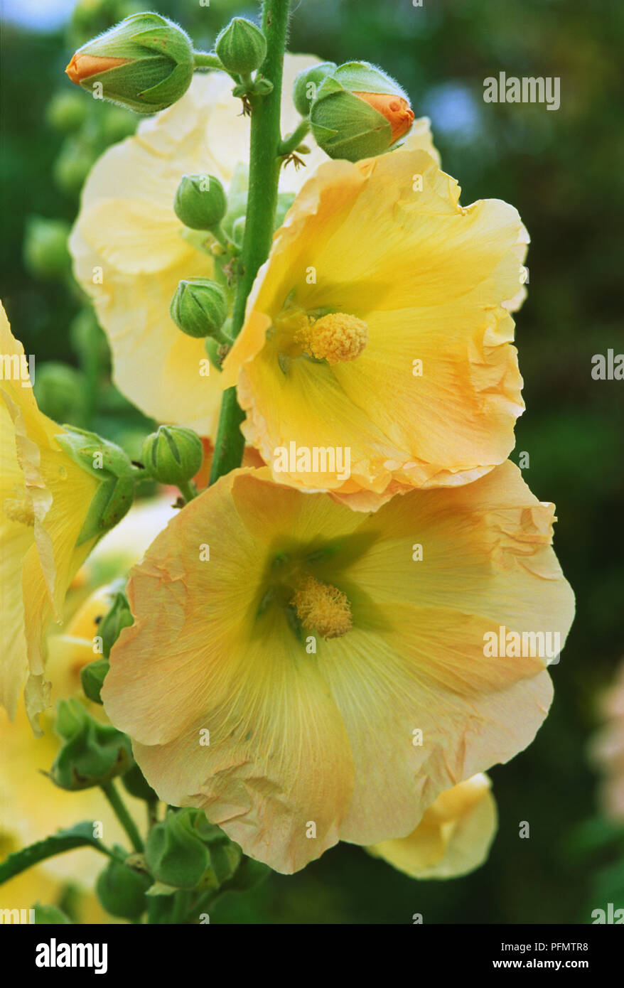 Alcea Sp High Resolution Stock Photography and Images - Alamy