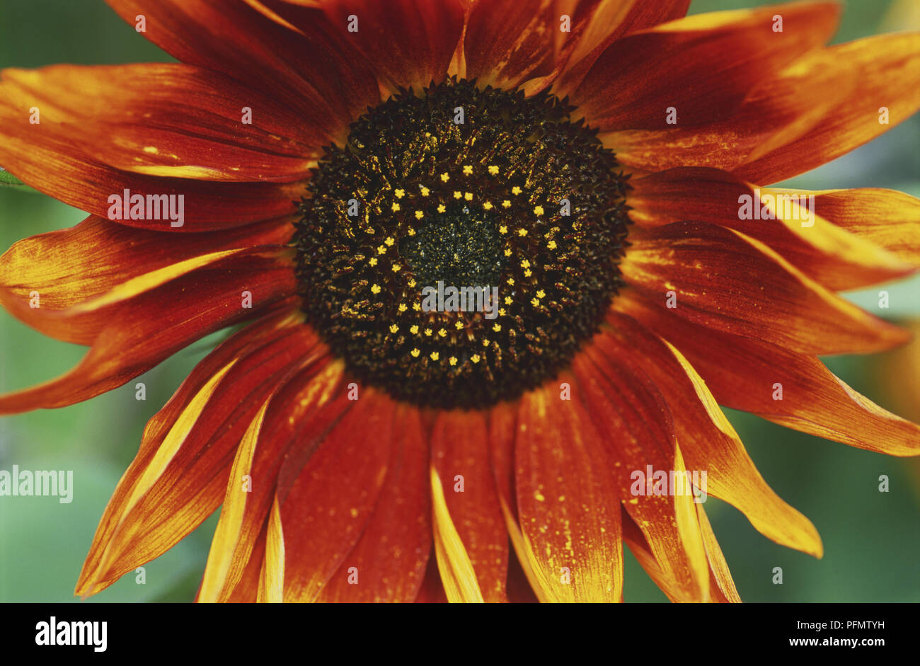 Pastiche sunflower hi-res stock photography and images - Alamy