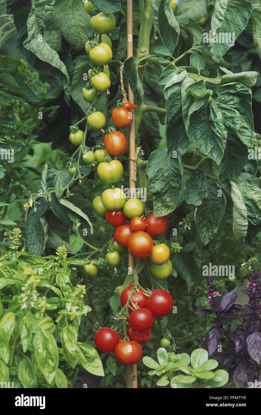 Bamboo cane supports hi-res stock photography and images - Alamy