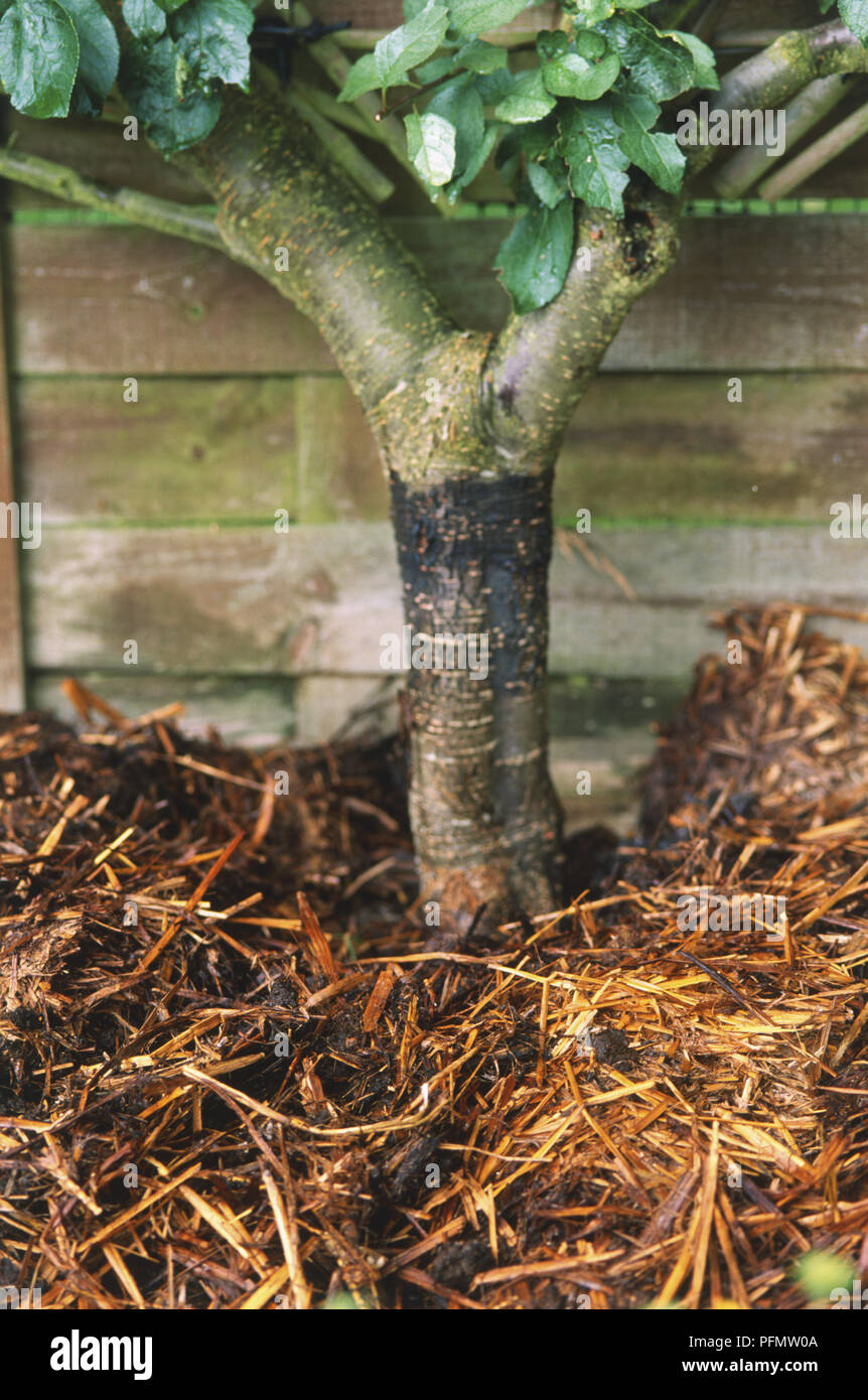 Mulching fruit tree hi-res stock photography and images - Alamy