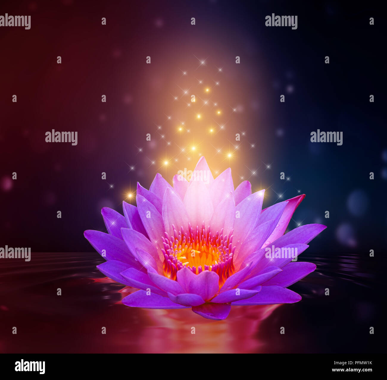 lotus Pink light purple floating light sparkle purple background Stock ...