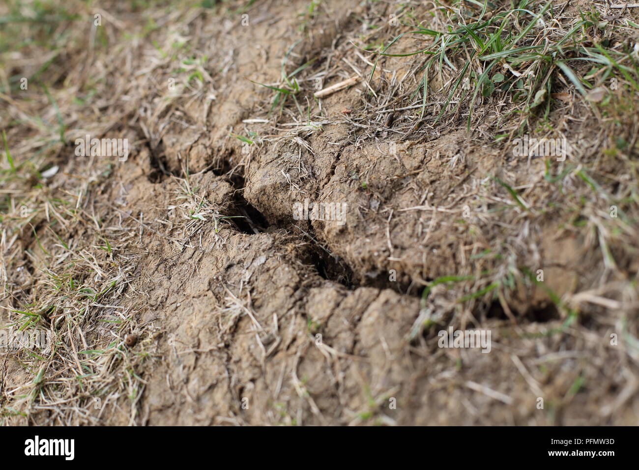A Crack in a dry lawn Stock Photo - Alamy