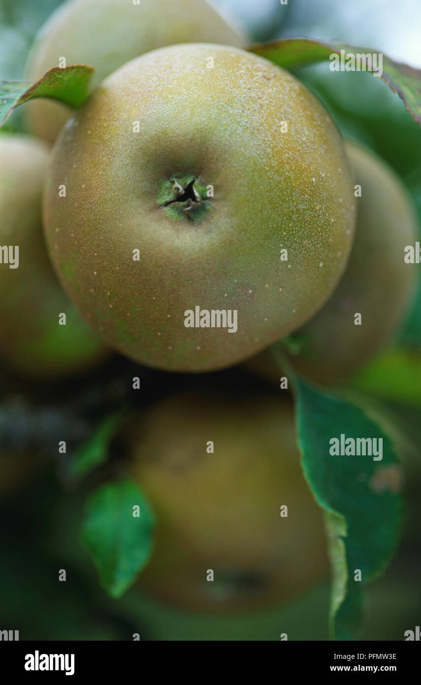 Malus domestica egremont russet hi-res stock photography and images - Alamy