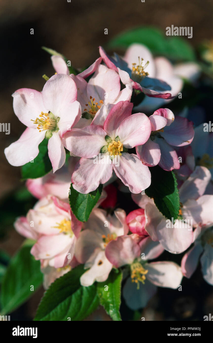 Malus red devil hi-res stock photography and images - Alamy