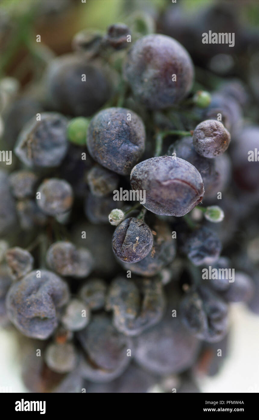 Botrytis grapes hi-res stock photography and images - Alamy