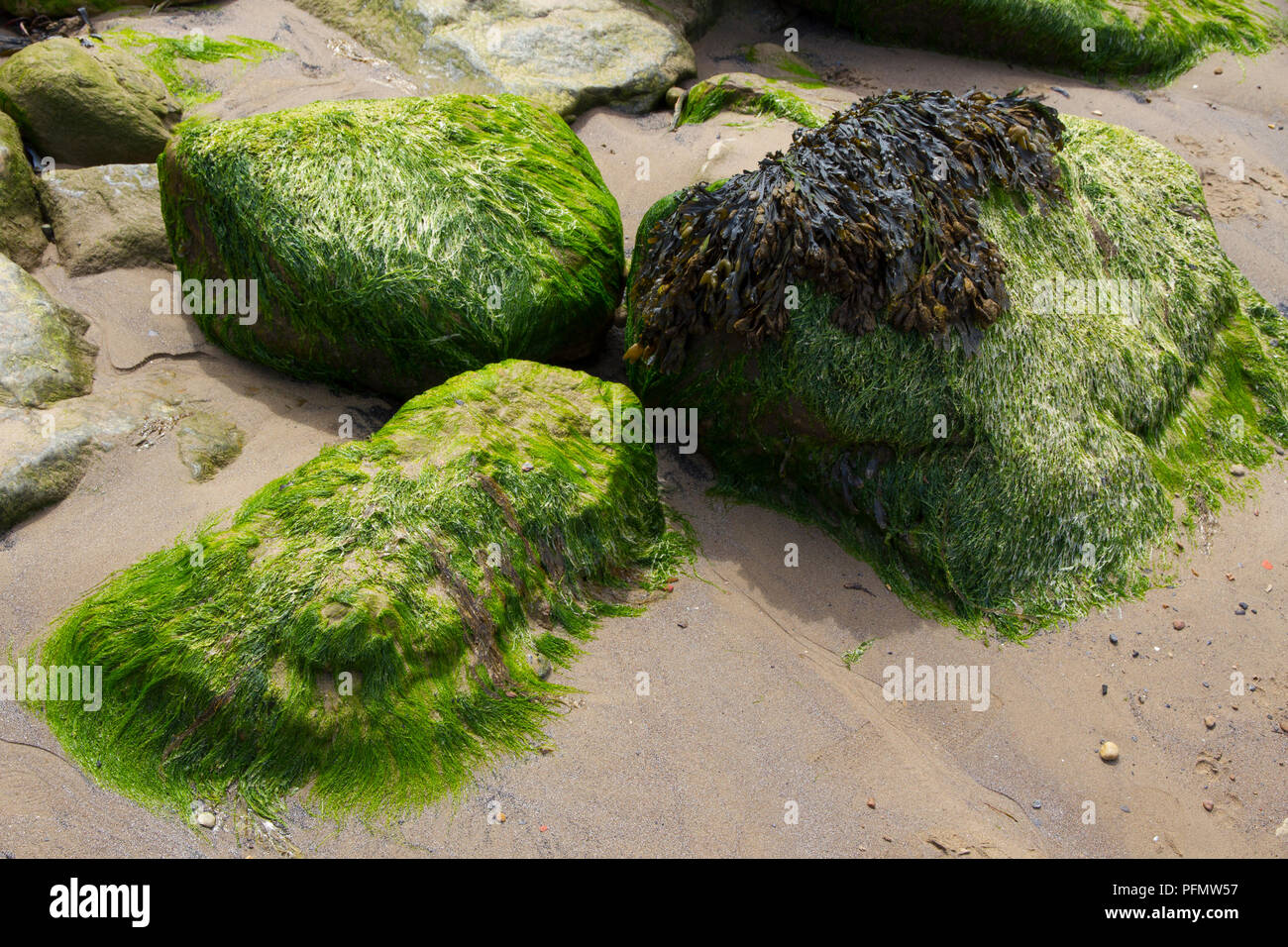 Moss covered rocks at the beach hi-res stock photography and images - Alamy