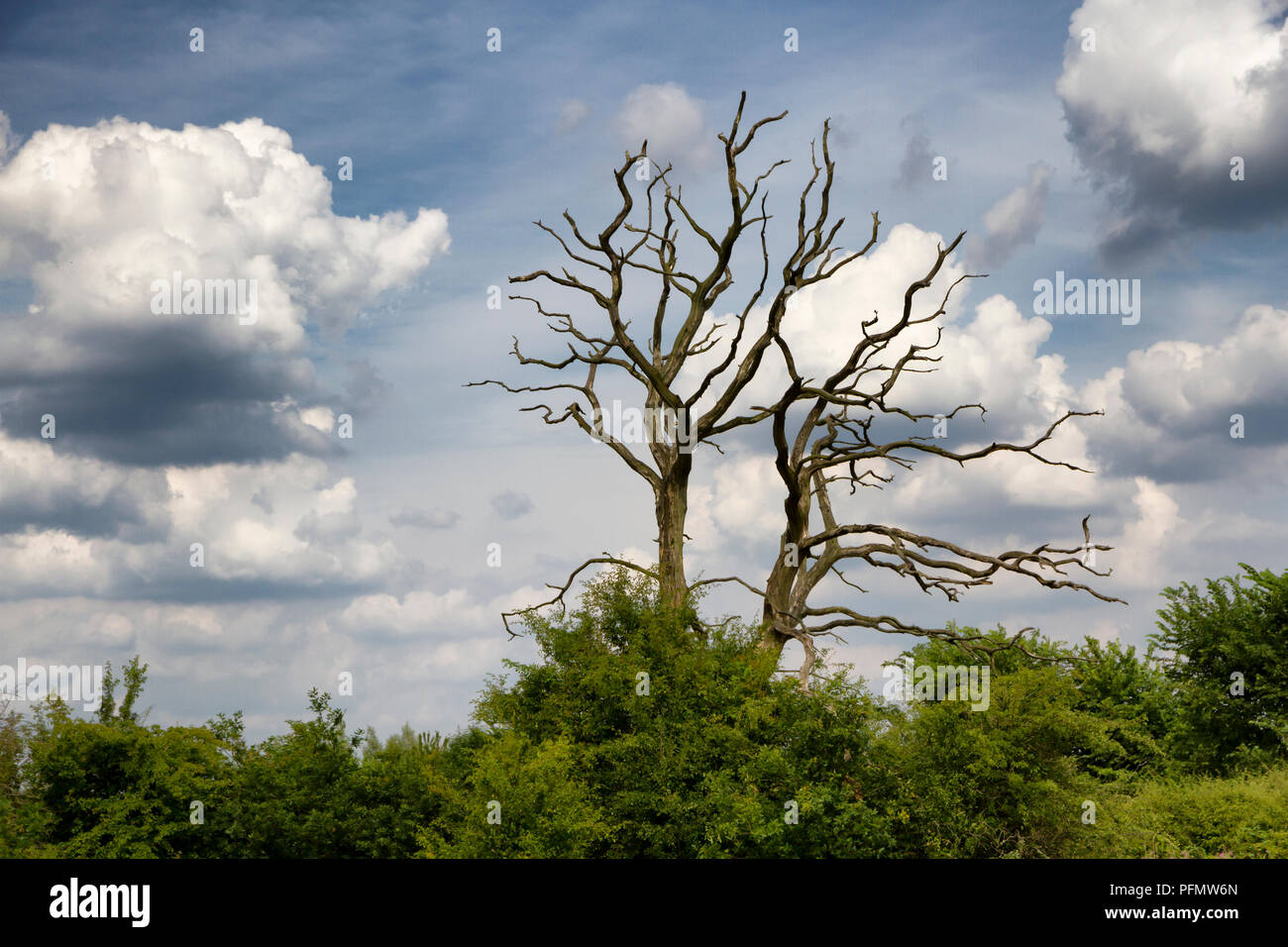 Tree with no leaves hi-res stock photography and images - Alamy