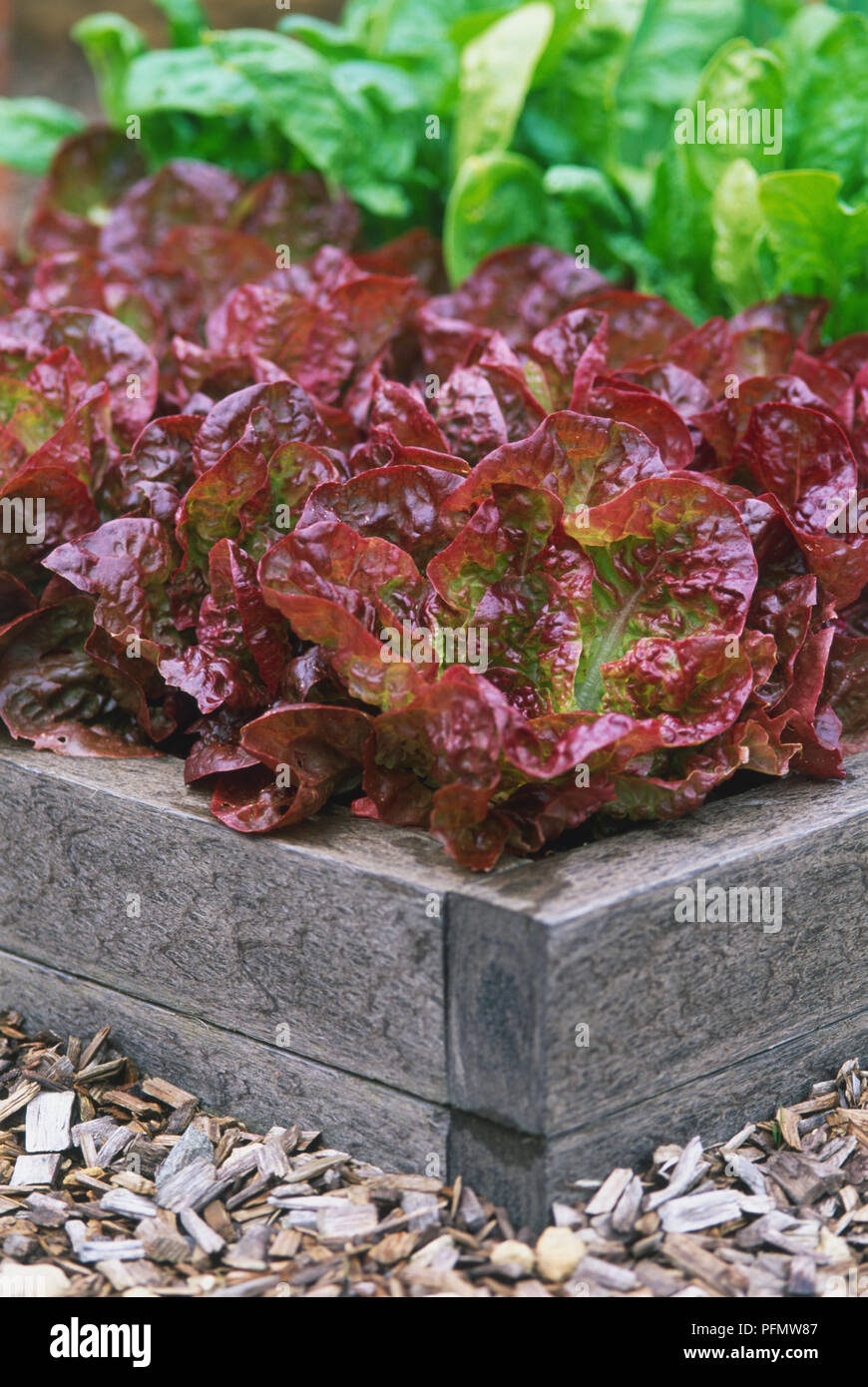 Timber edging around a bed of Lactuca sativa, red and, in background ...