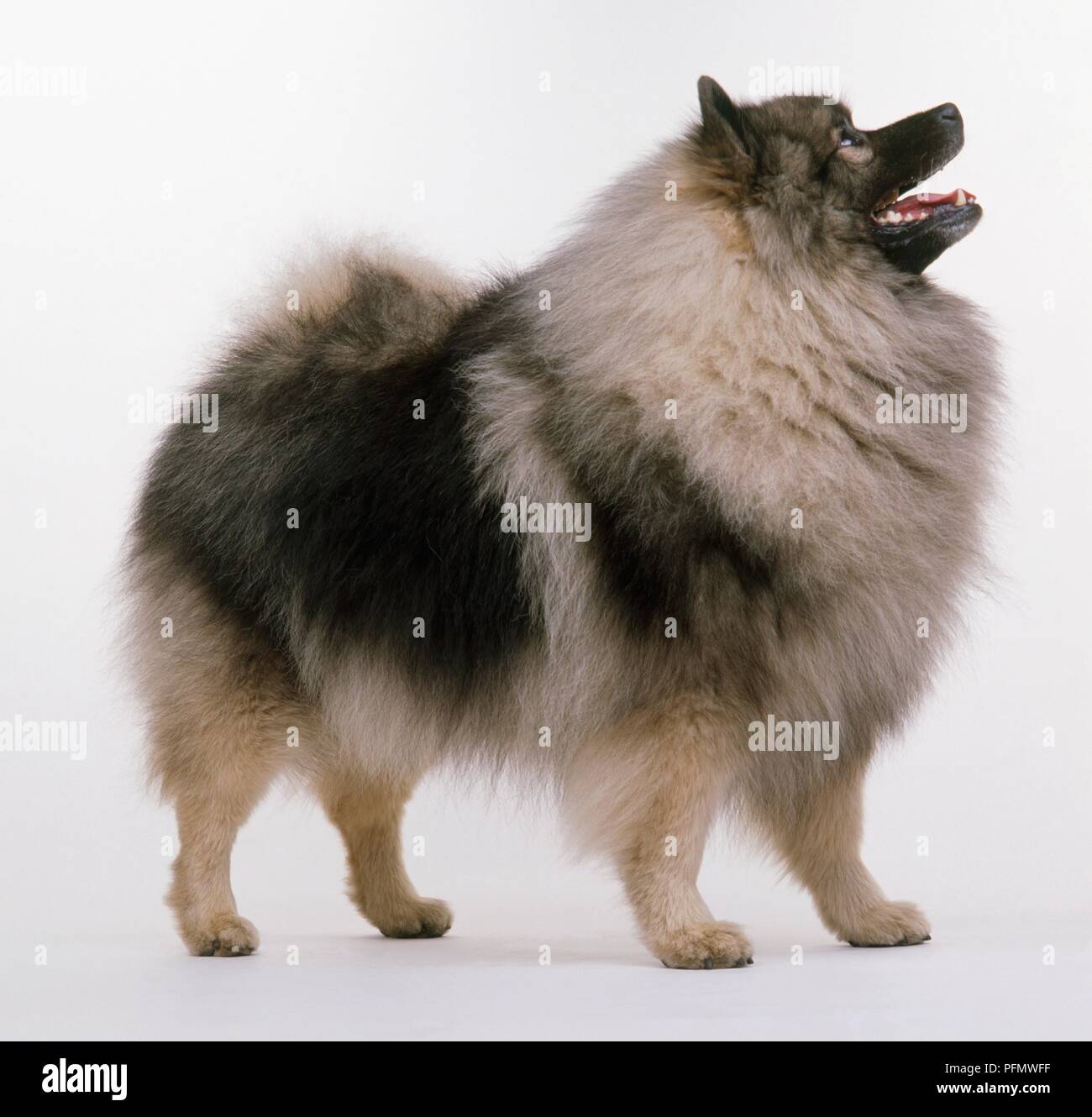 Keeshond side hi-res stock photography and images - Alamy
