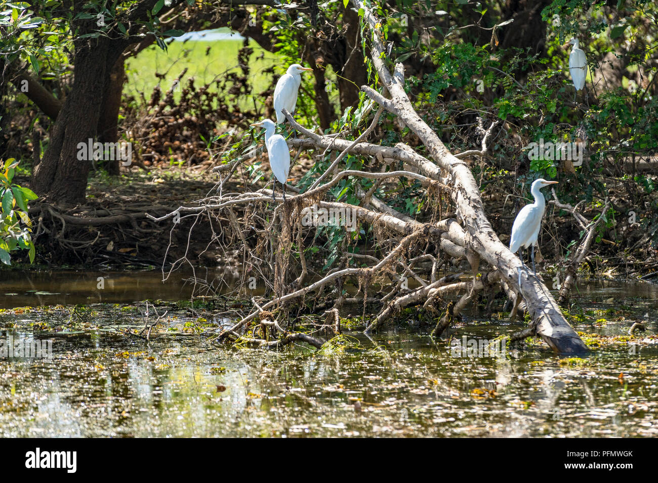 Birds in the wilderness hi-res stock photography and images - Alamy