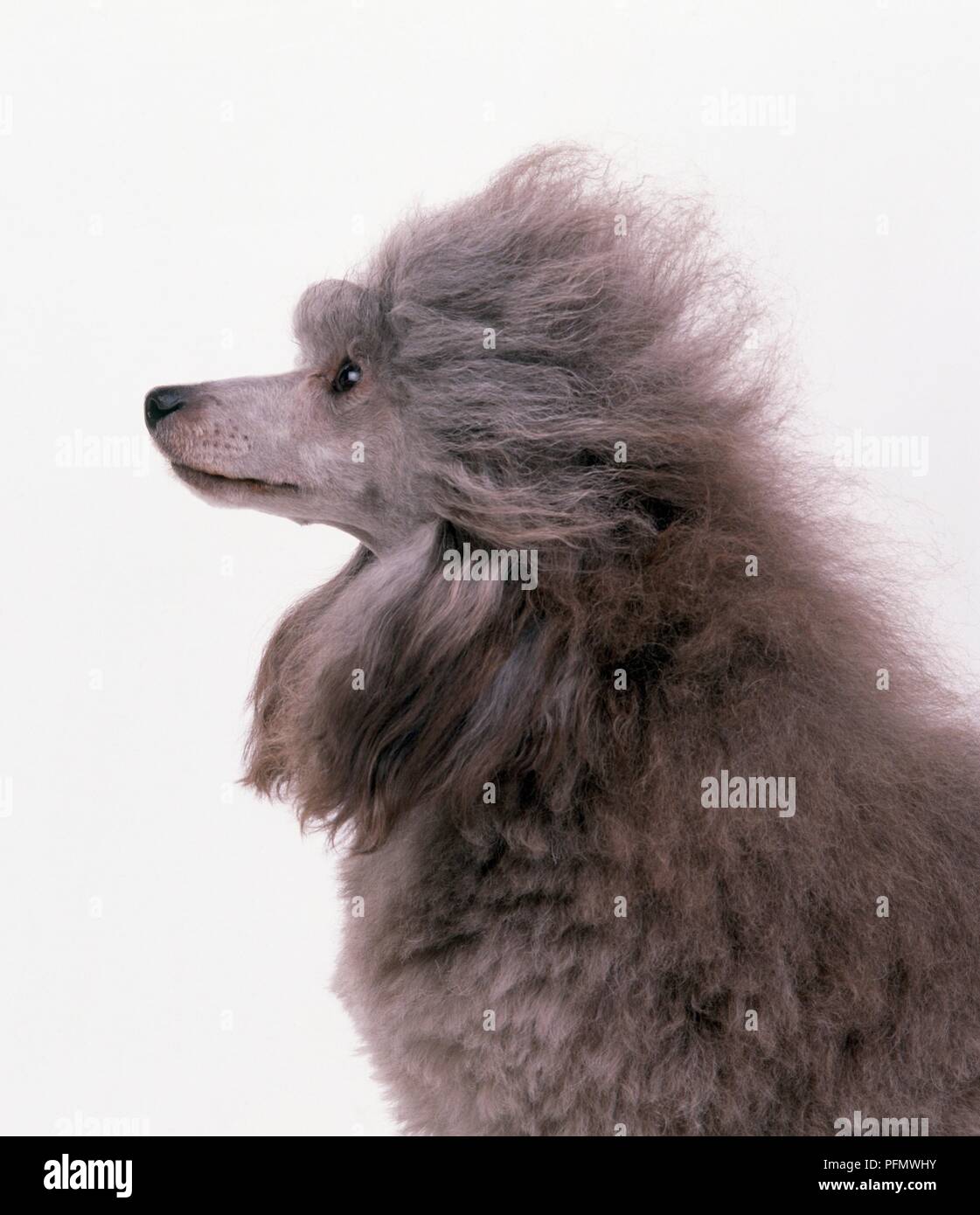 Head and shoulders of a groomed grey poodle, side view Stock Photo - Alamy