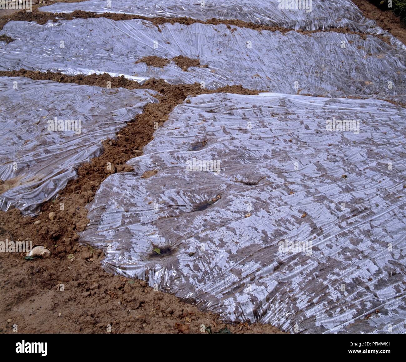 Sterilized soil covered with plastic sheeting Stock Photo - Alamy