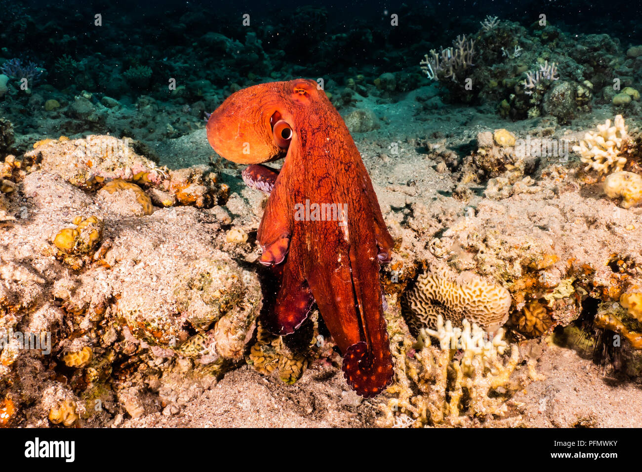 Octopus king of camouflage in the Red Sea, eilat israel a.e Stock Photo ...