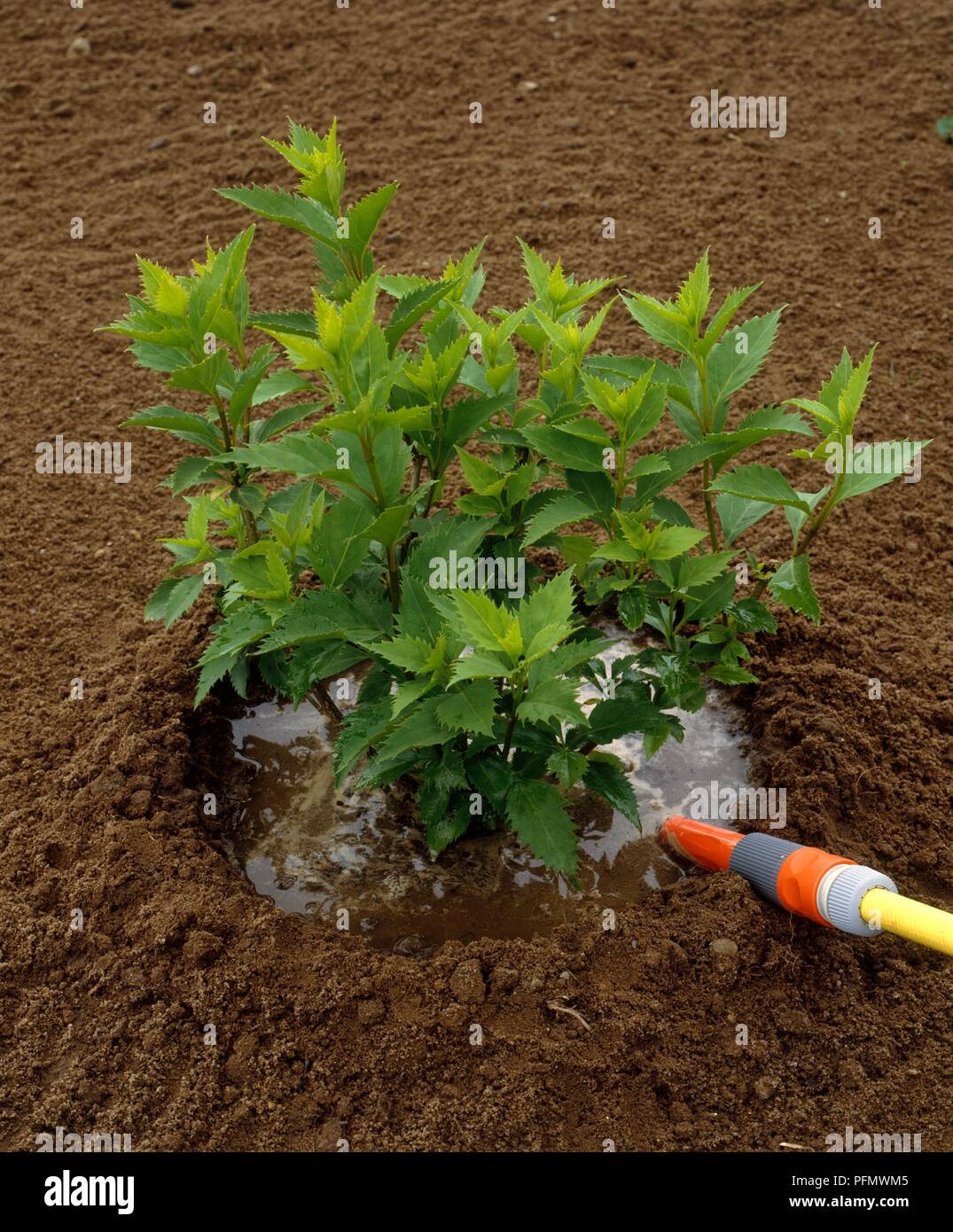 Plant being basin-watered with garden hose Stock Photo - Alamy