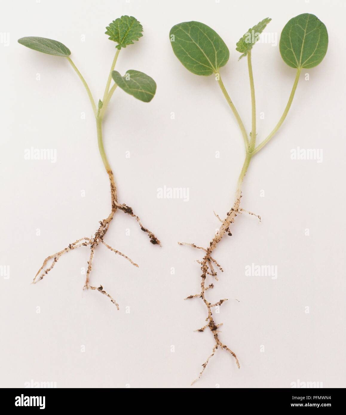 Seedlings showing cotyledons and true leaves Stock Photo - Alamy