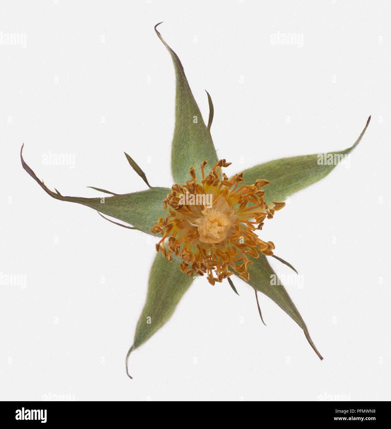 Rose sepal hi-res stock photography and images - Alamy