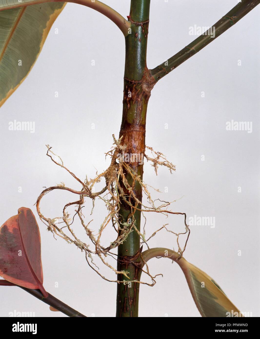 Roots around slit in stem (example for layering technique), close-up ...