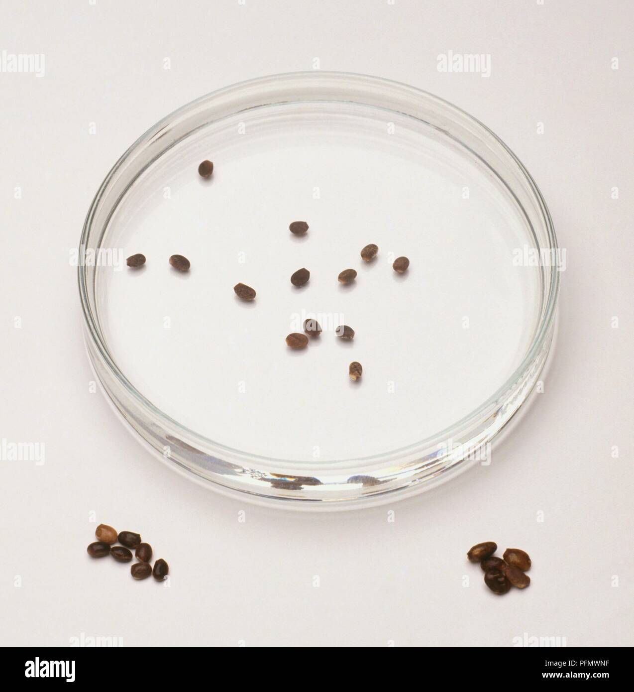 Lupin seed in petri dish filled with water, seeds before soaking and ...