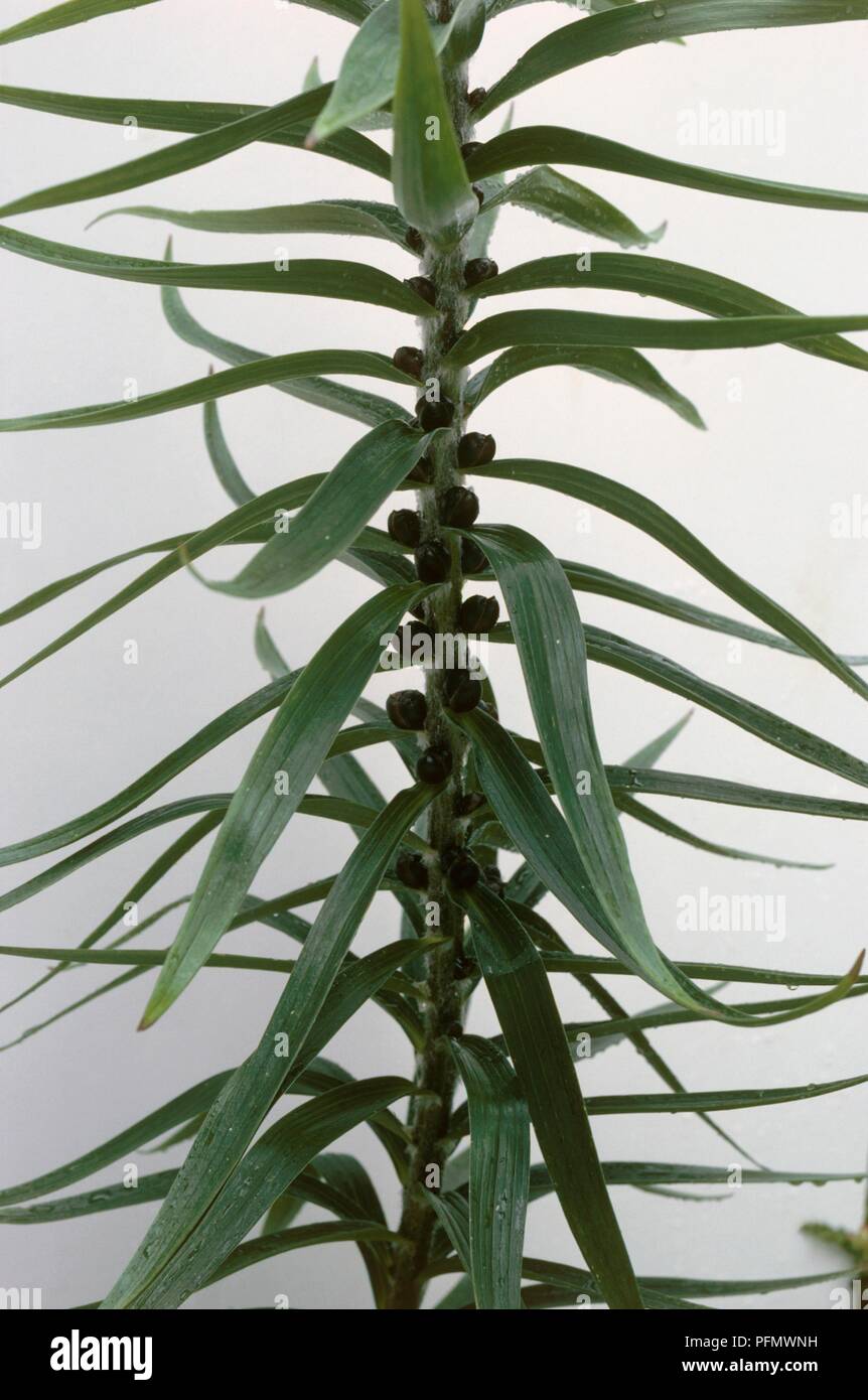 Lilium lancifolium bulb hi-res stock photography and images - Alamy