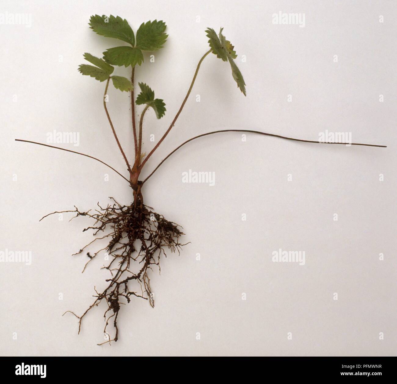 Strawberry plant roots hi-res stock photography and images - Alamy