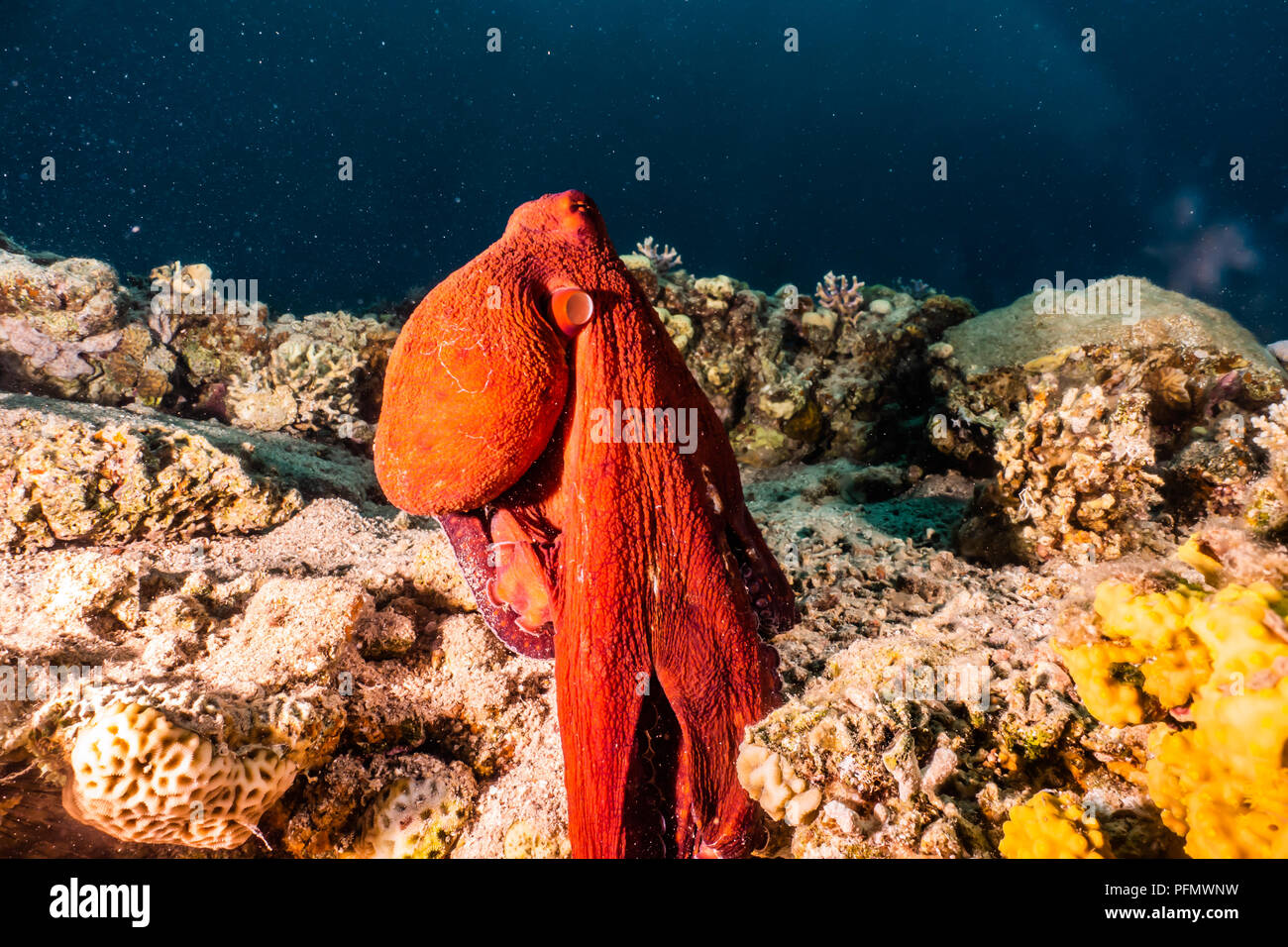 Octopus king of camouflage in the Red Sea, eilat israel a.e Stock Photo ...