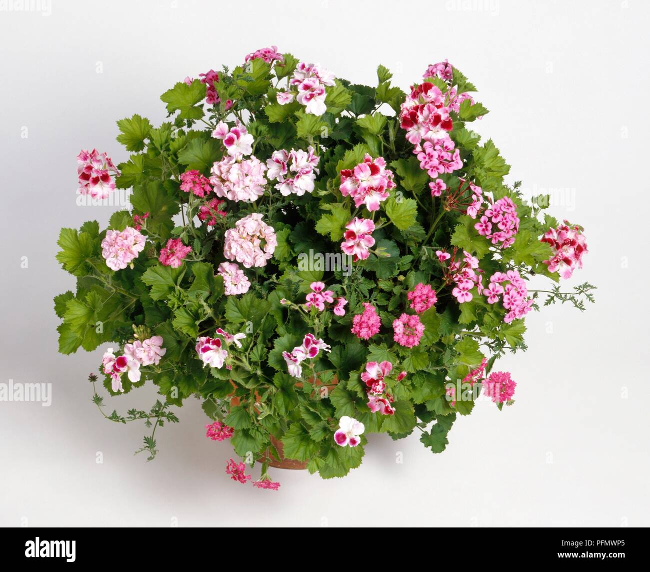Pink pelargoniums in a pot Stock Photo - Alamy