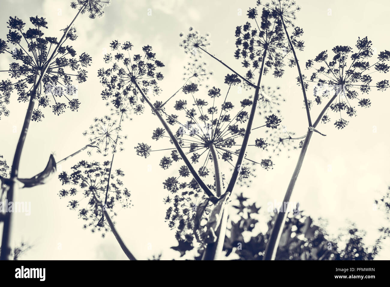 Black forest flowers hi-res stock photography and images - Alamy