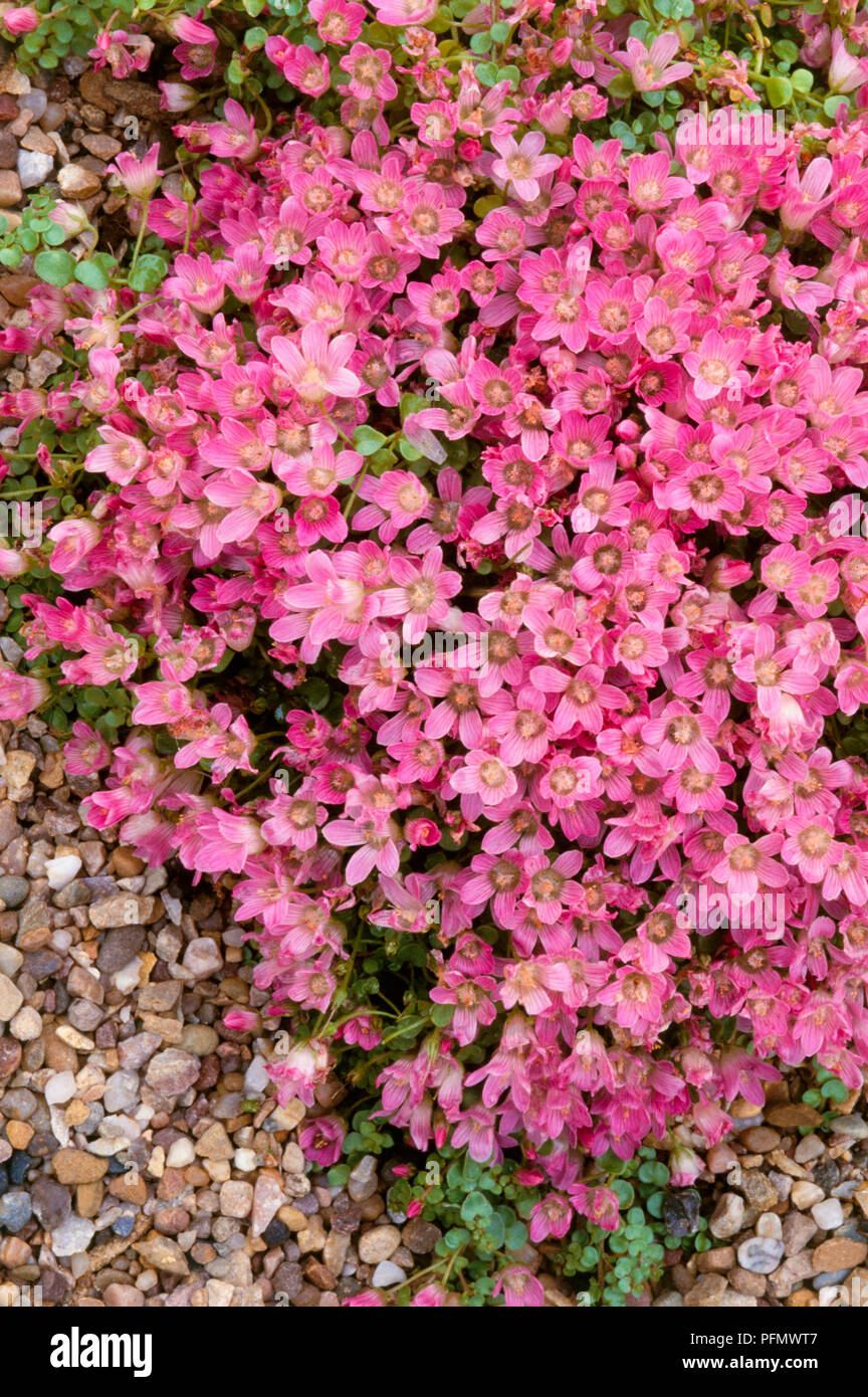 Anagallis tenella ‘studland’ hi-res stock photography and images - Alamy