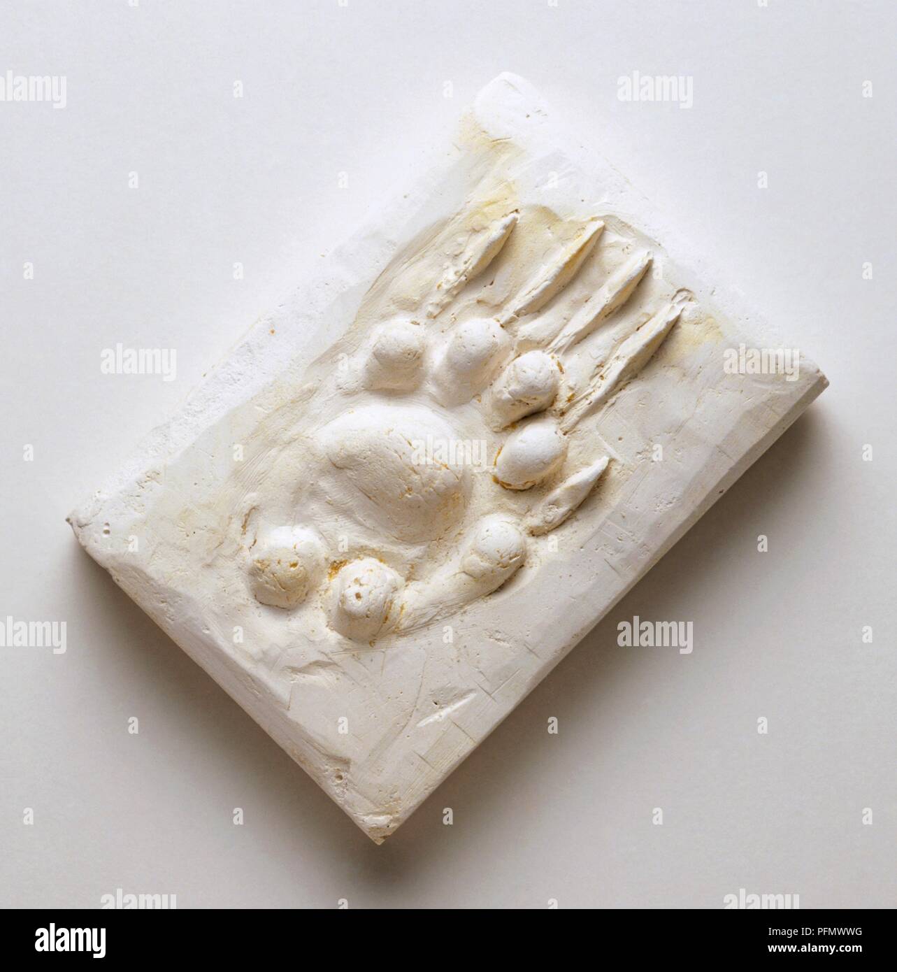 Plaster cast of paw print of badger, close-up Stock Photo - Alamy