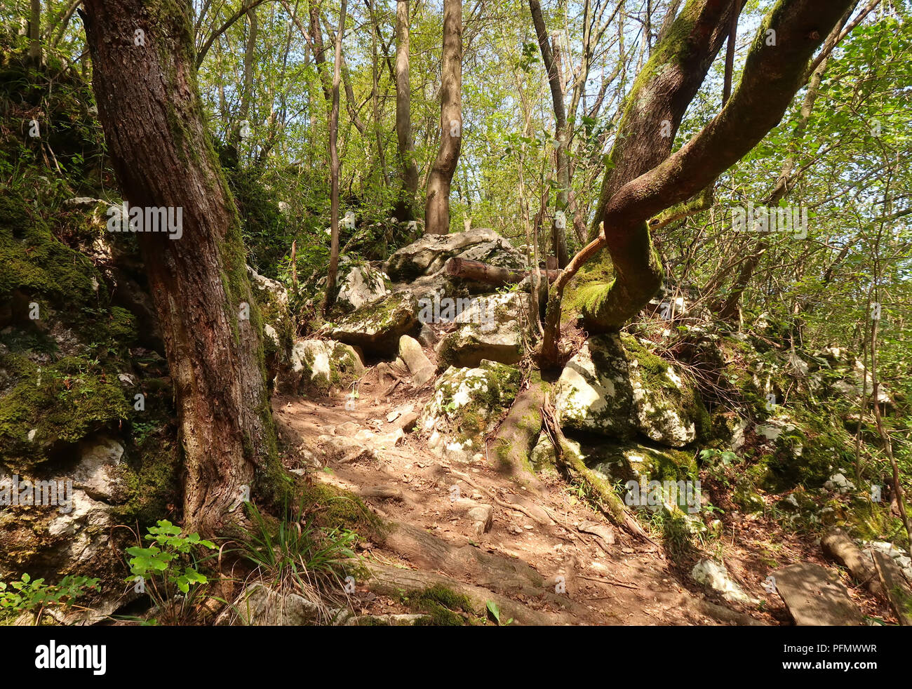 A scene from the forest Stock Photo - Alamy