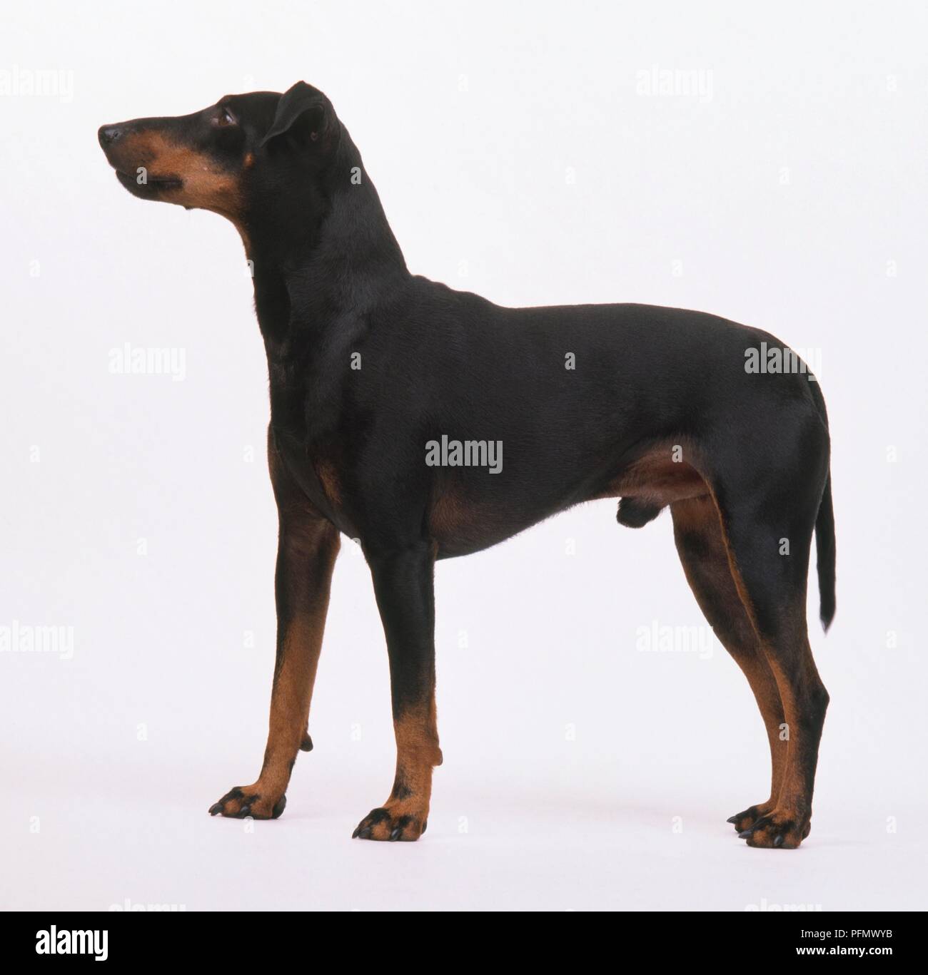 Manchester Terrier, standing, side view Stock Photo - Alamy