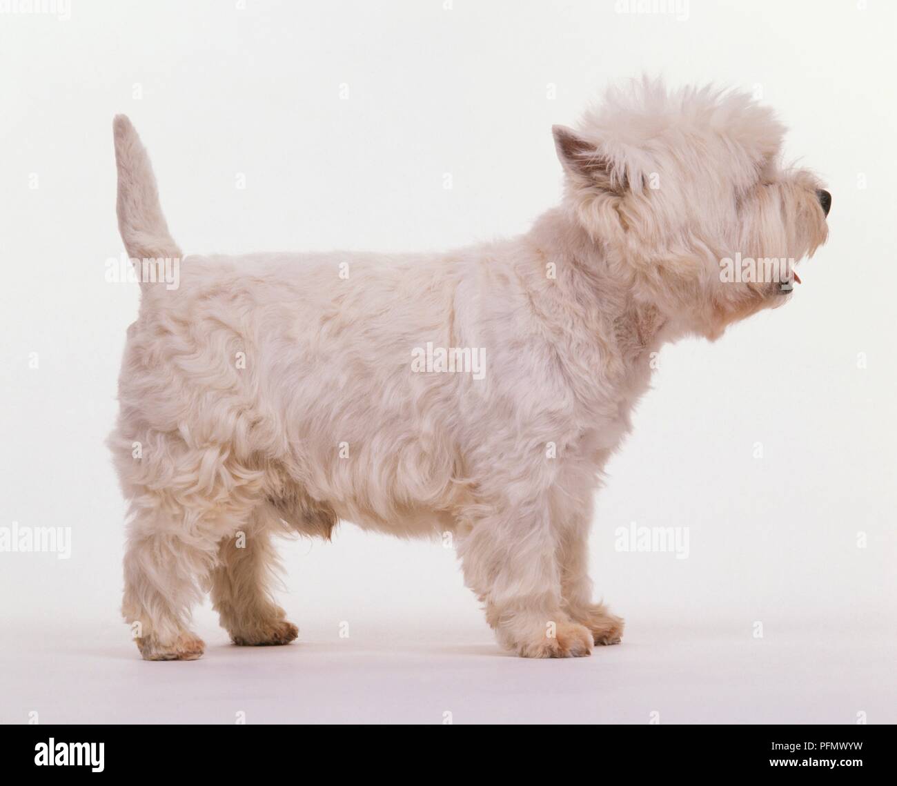 West Highland White Terrier, standing, side view Stock Photo - Alamy