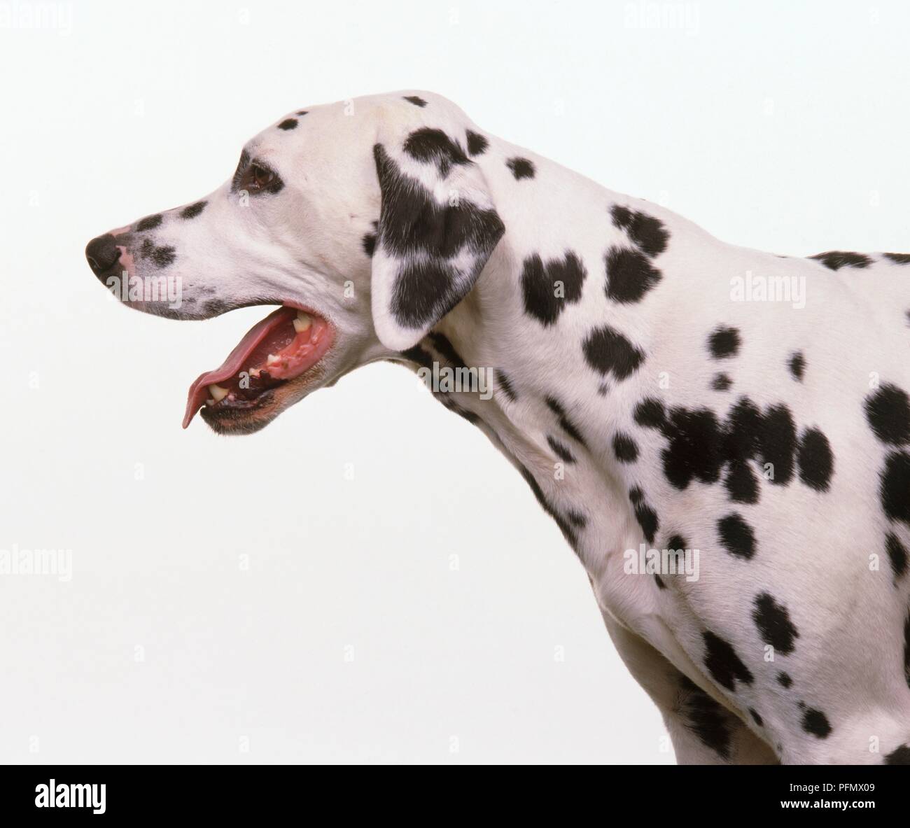 Head and shoulders of a Dalmatian dog with its mouth open, side view ...