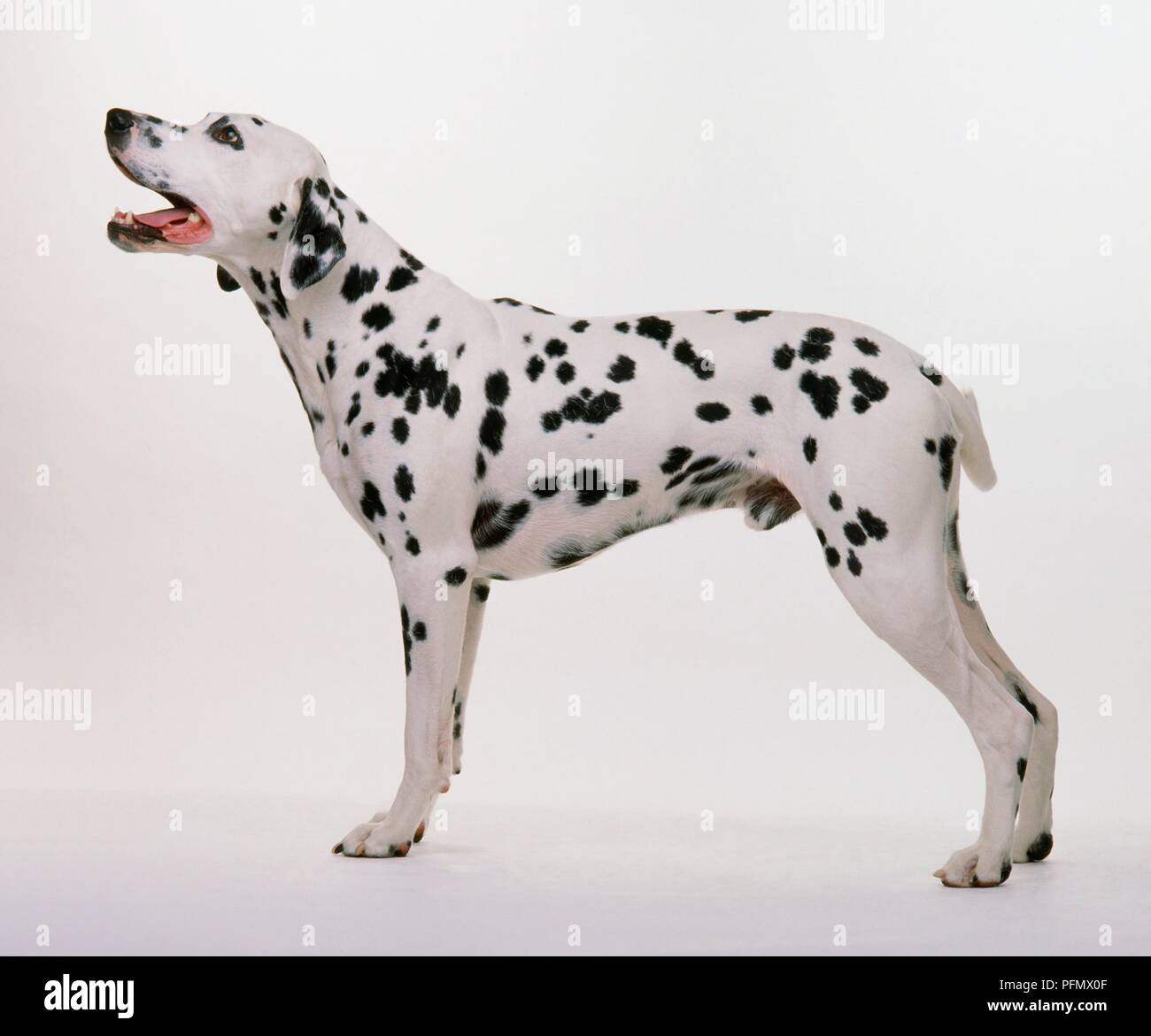 Dalmatian dog standing hi-res stock photography and images - Alamy