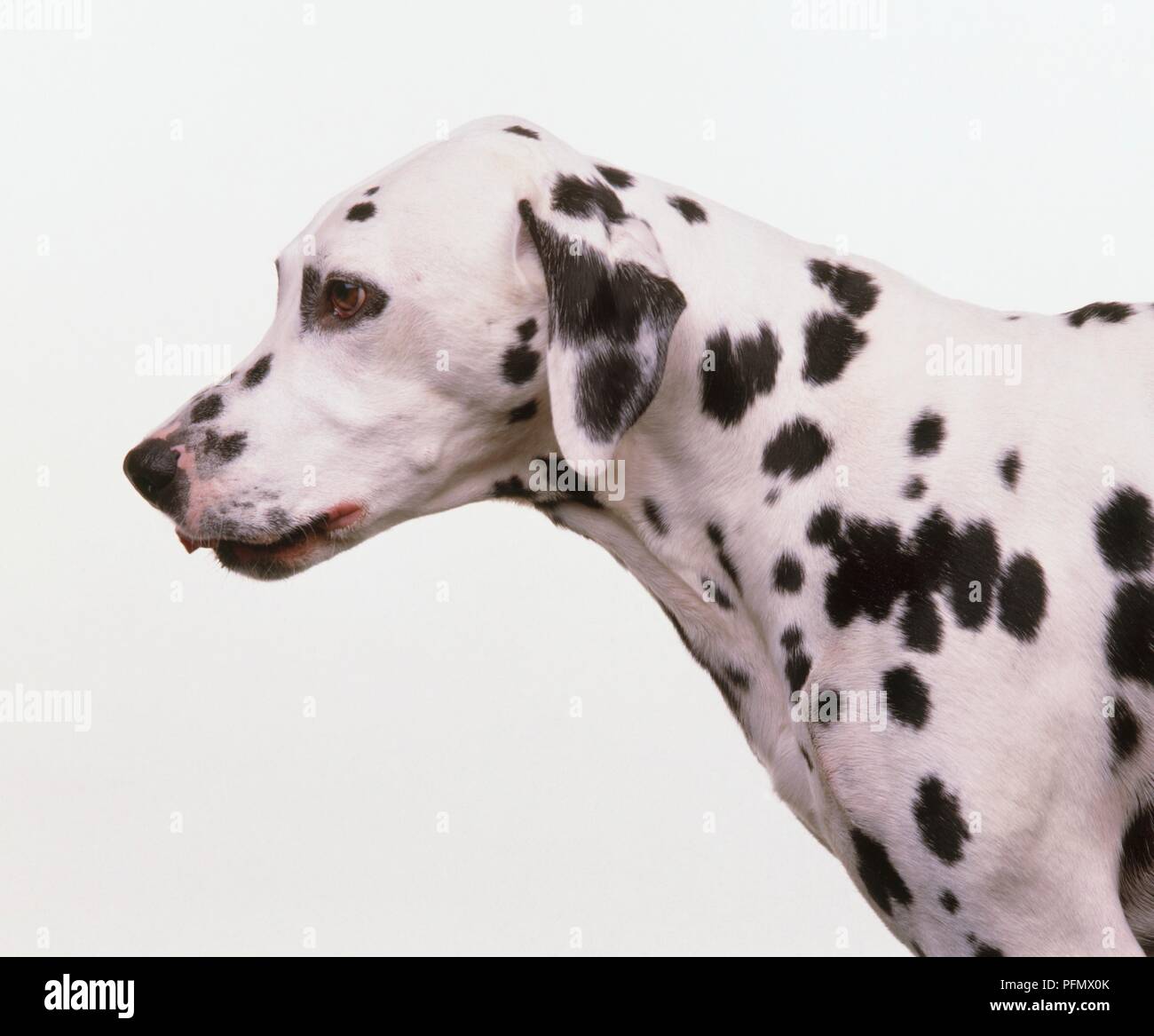 Head and shoulders of a Dalmatian dog, side view Stock Photo - Alamy