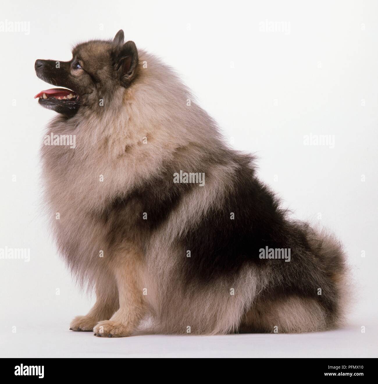 Keeshond, sitting, side view Stock Photo - Alamy