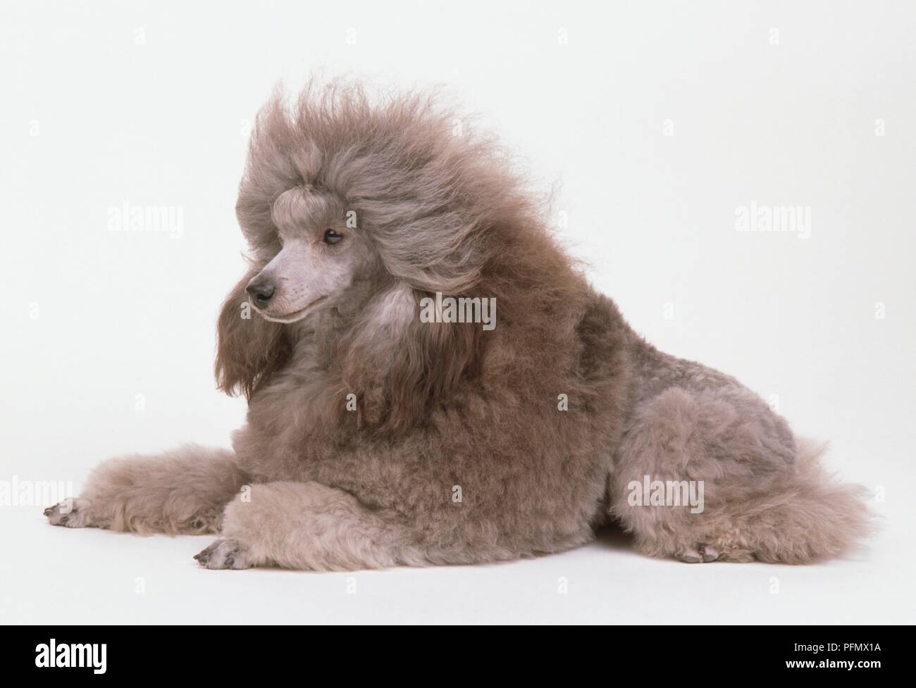 A groomed grey poodle lying down, side view Stock Photo - Alamy