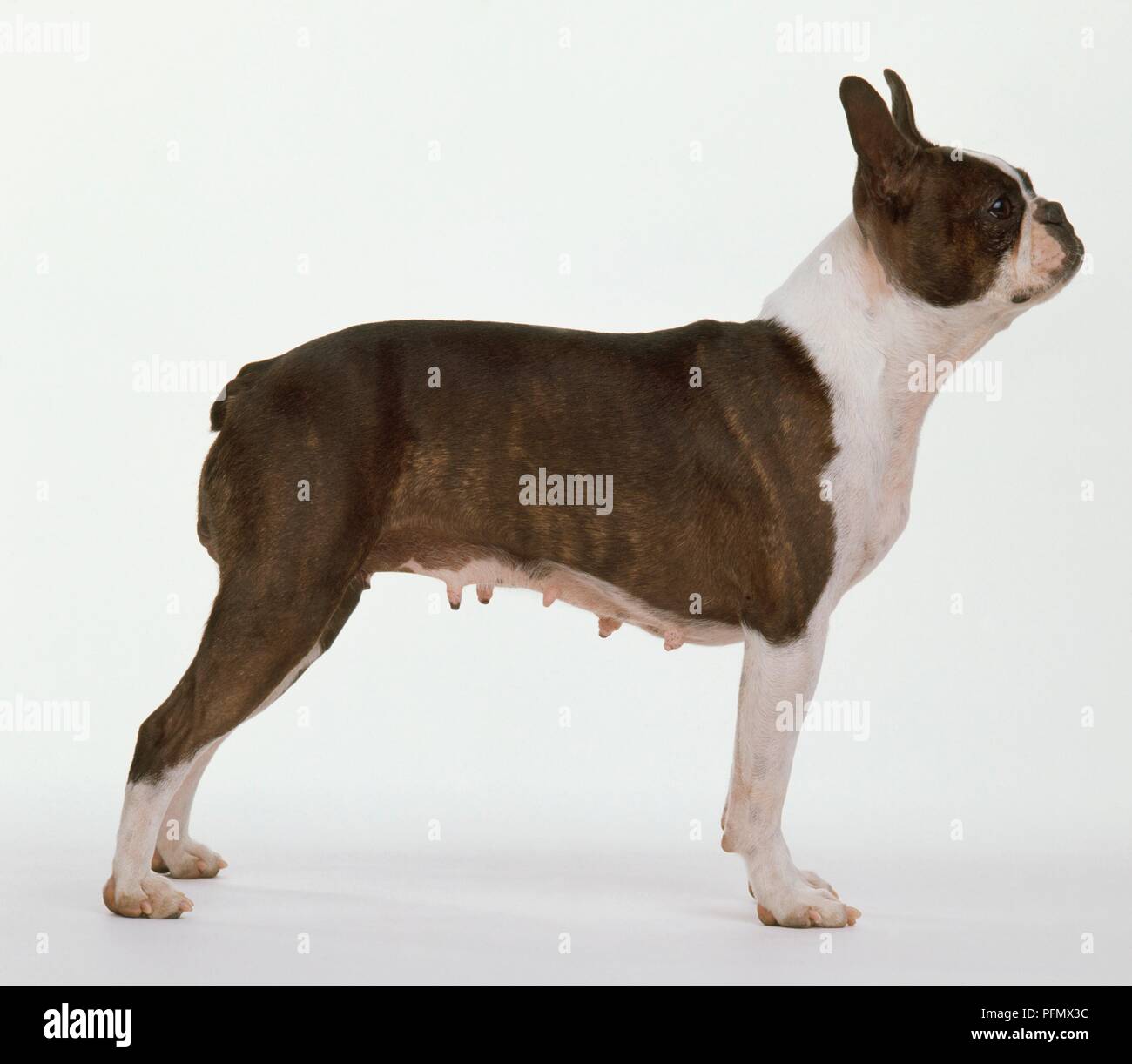 Boston Terrier, standing, side view Stock Photo - Alamy