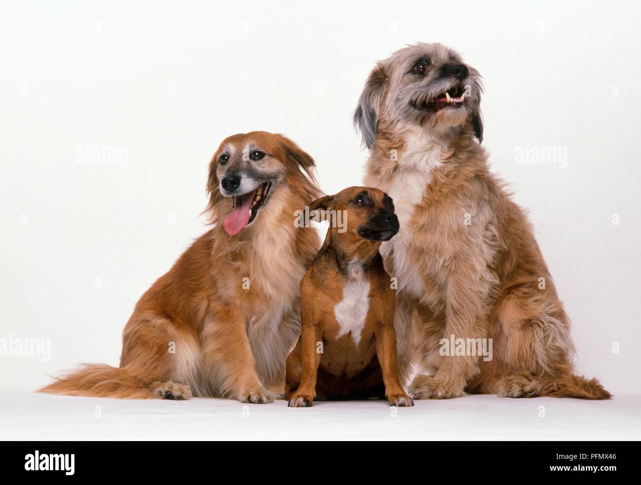 Mongrel dogs hi-res stock photography and images - Alamy