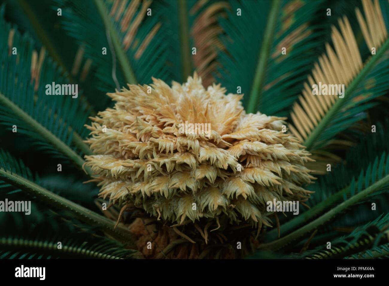 Cycas Megasporophyll
