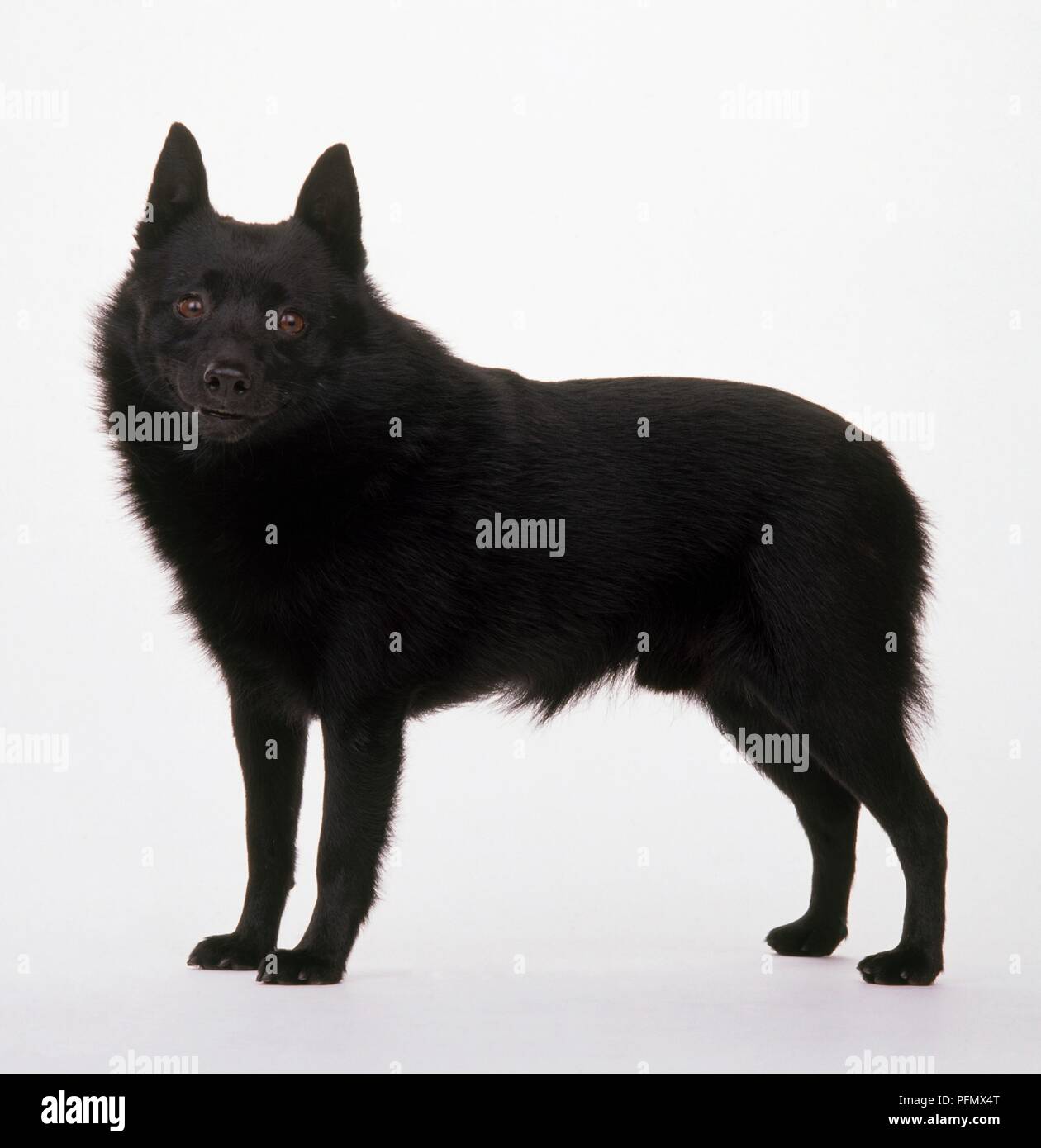 White Schipperke Mix