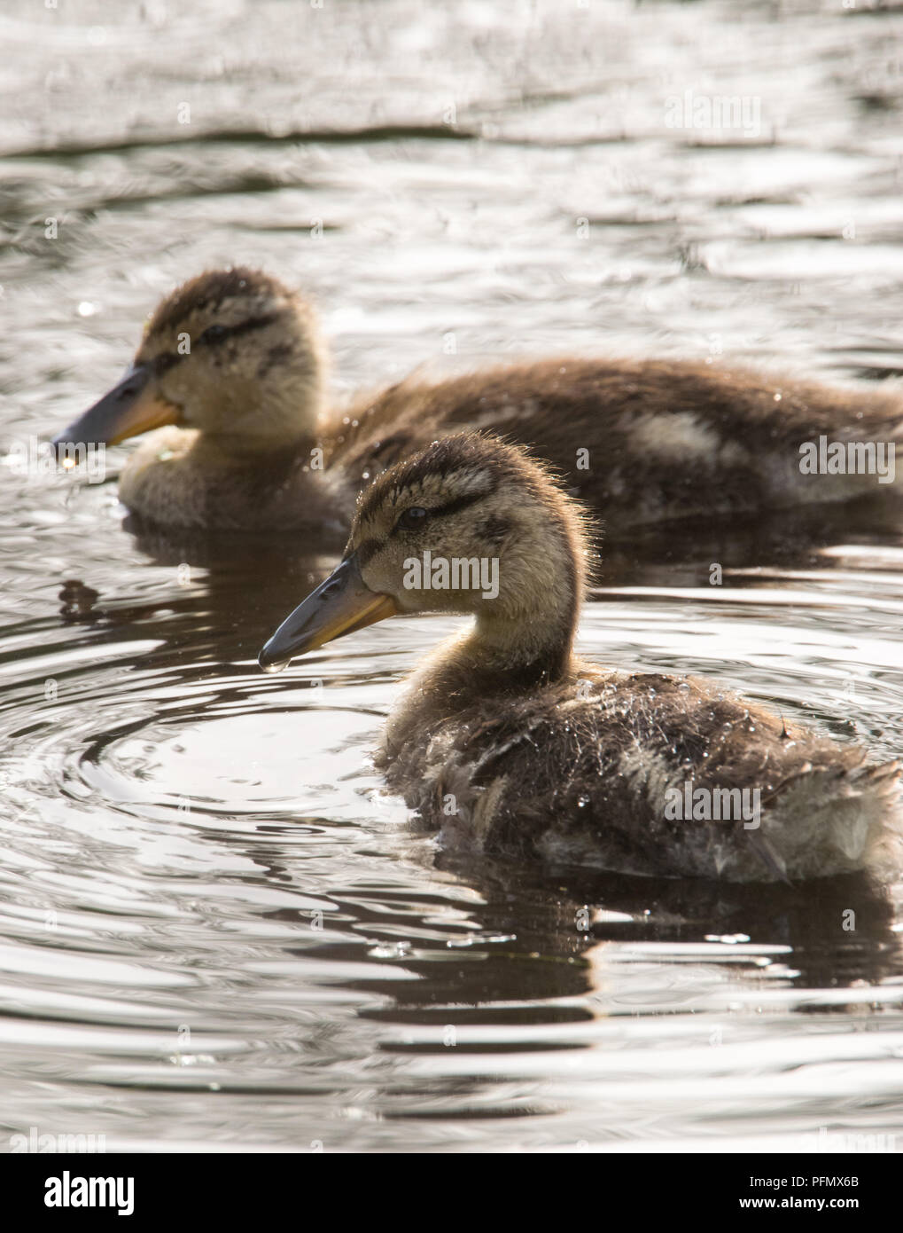 Alaska ducklings hi-res stock photography and images - Alamy