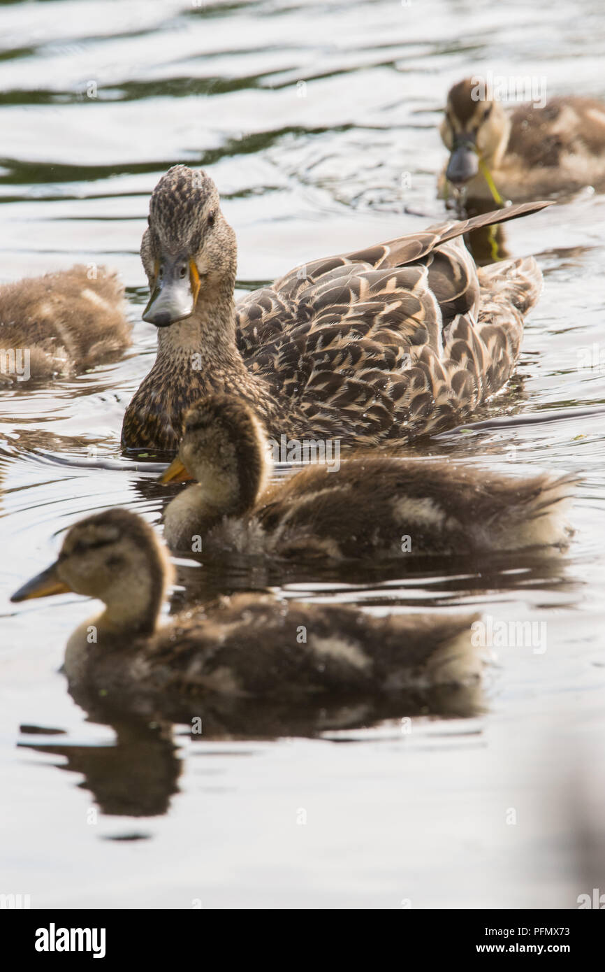 Duckling with mother duck hi-res stock photography and images - Alamy