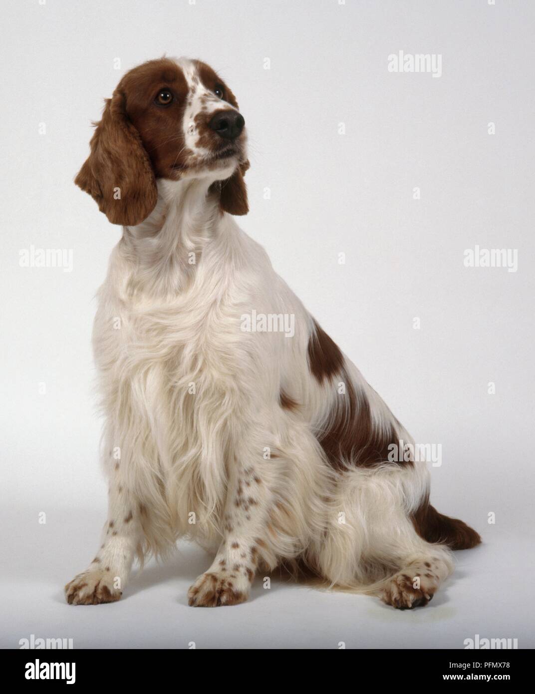 Welsh Springer Spaniel, seated, looking up Stock Photo - Alamy